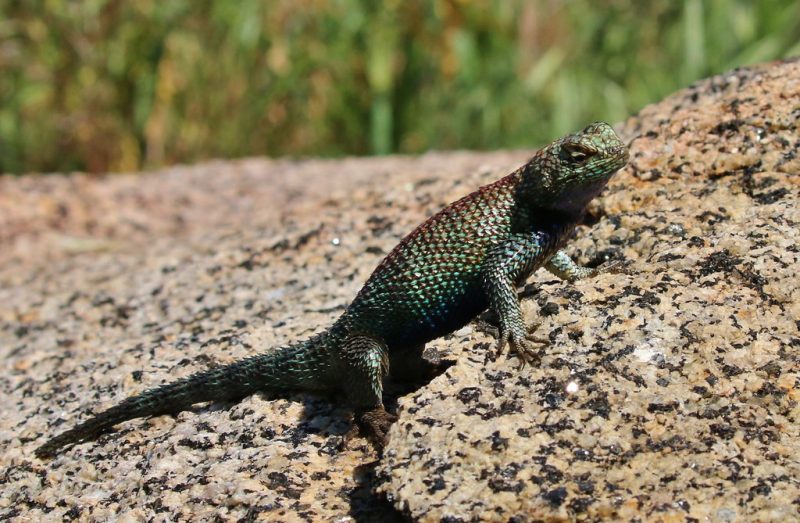 37 Different Types of Lizards in California (With Pictures)