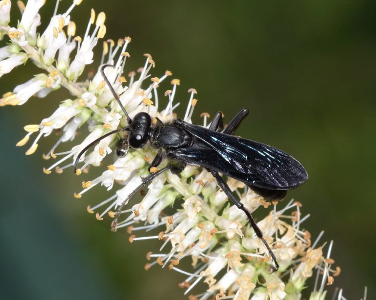 21 Different Types of Wasps in Wisconsin (With Pictures)