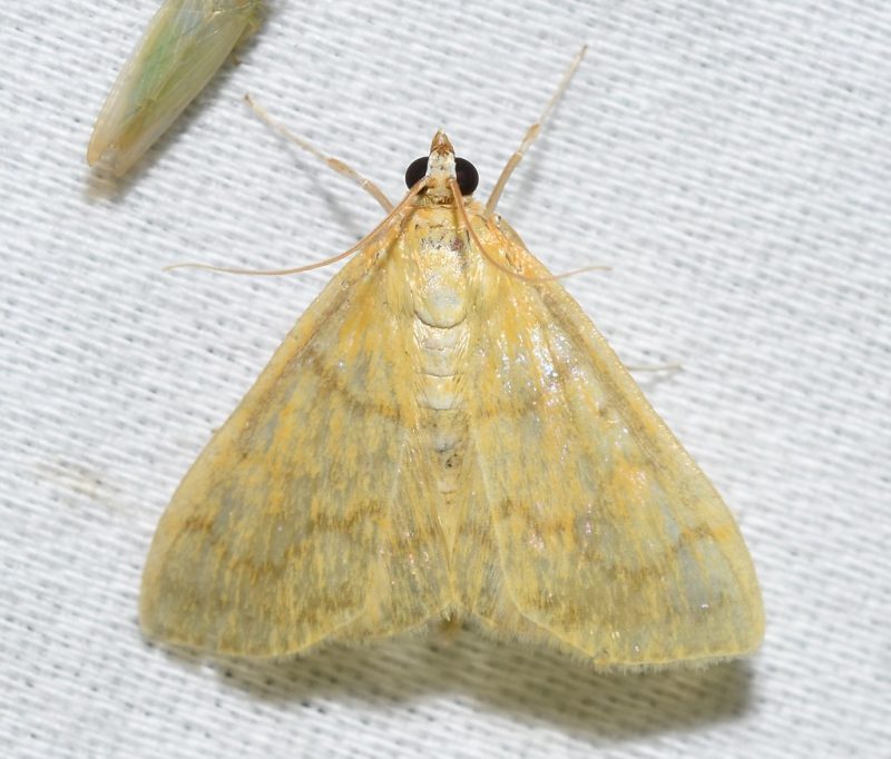 32 Different Types of Moths in Oregon