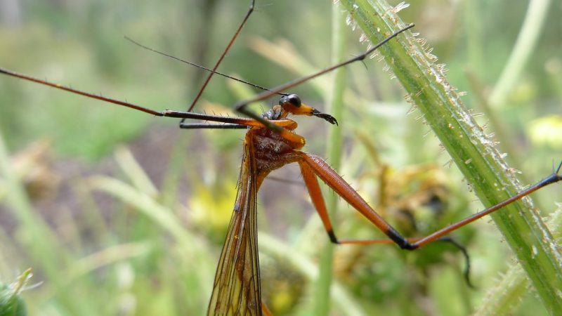 36 Different Types of Flies in Oregon