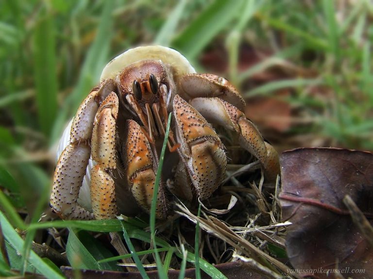 15 Different Types of Crabs in Florida (With Pictures)