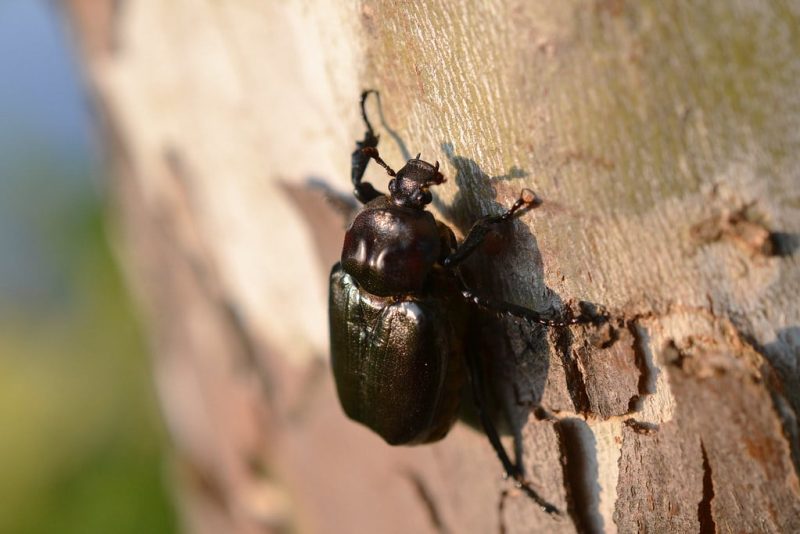 47 Different Types of Beetles in Colorado (With Pictures)