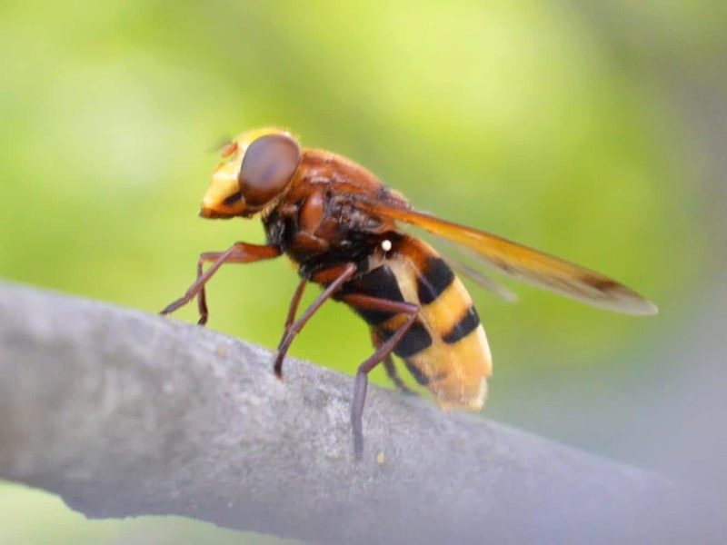 36 Different Types of Flies in Oregon