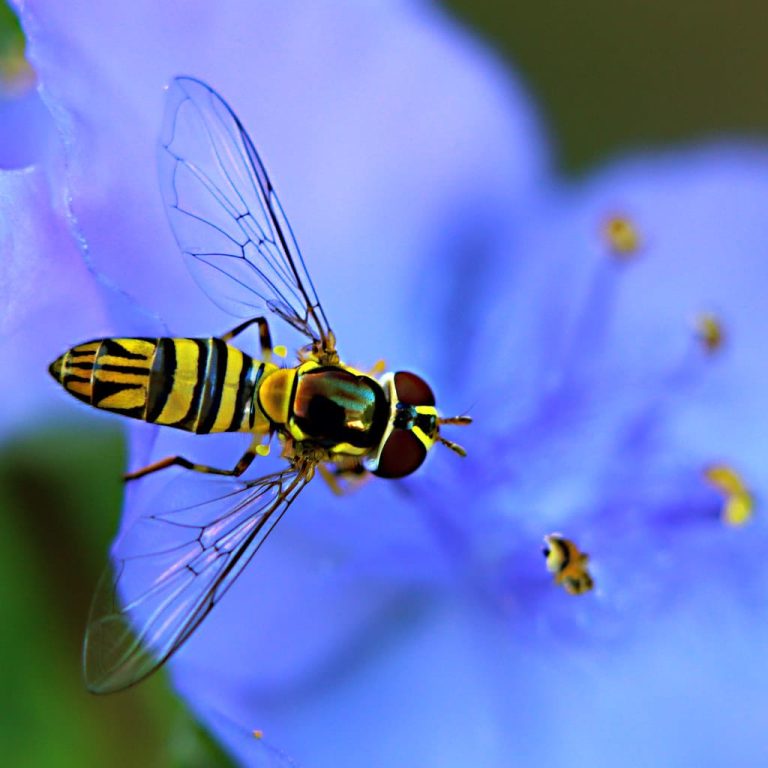 5 Different Types of Wasps in Virginia