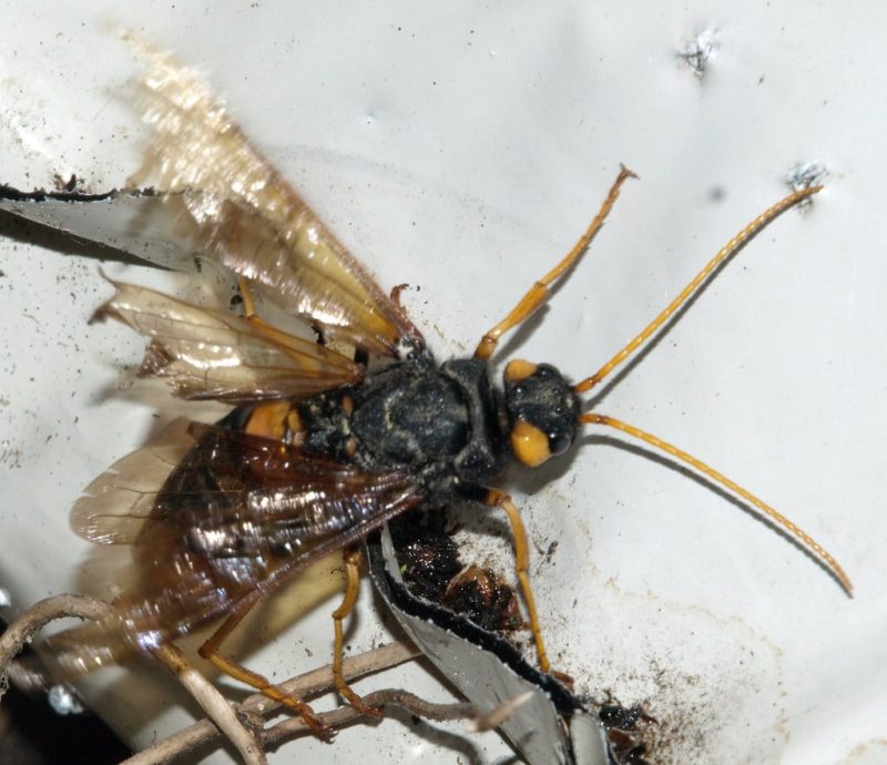 25 Different Types of Wasps in Colorado