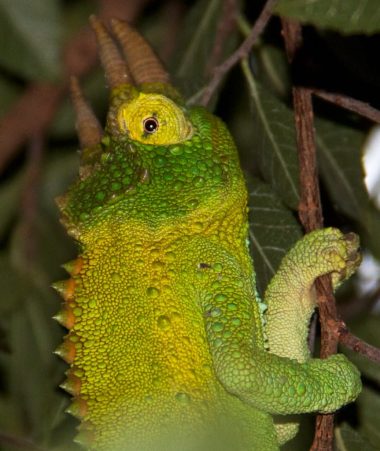 10 Different Types of Lizards in Hawaii (With Pictures)