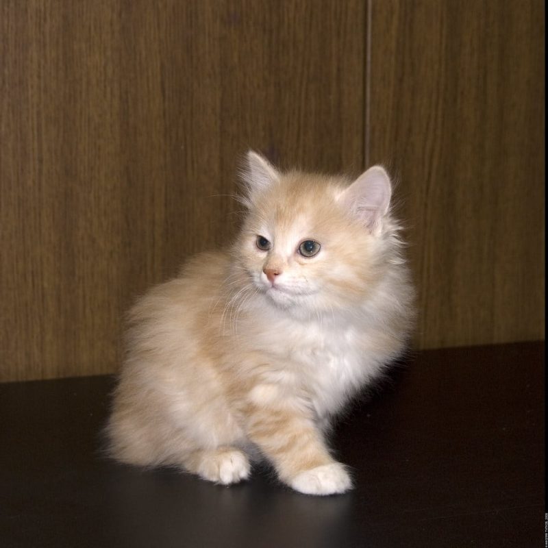 20 Popular European Cat Breeds