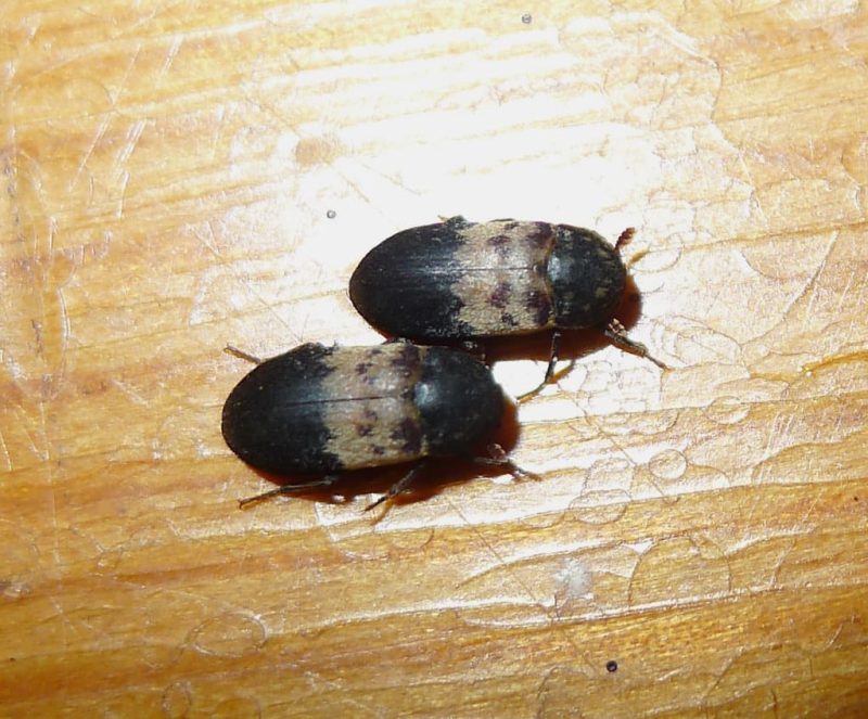 47 Different Types of Beetles in Colorado (With Pictures)