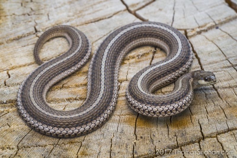 27 Different Types of Snakes in Iowa