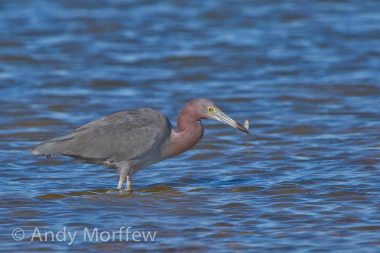 10 Different Types of Herons in Michigan (With Pictures)