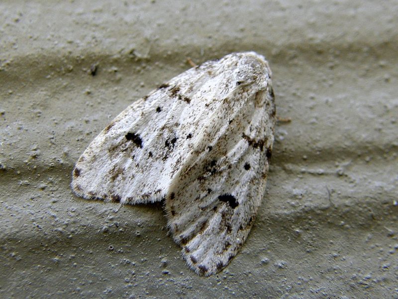 32 Different Types of Moths in Oregon