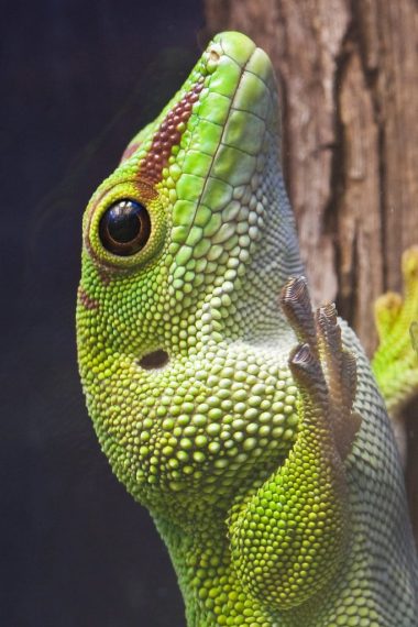 10 Different Types of Lizards in Hawaii (With Pictures)