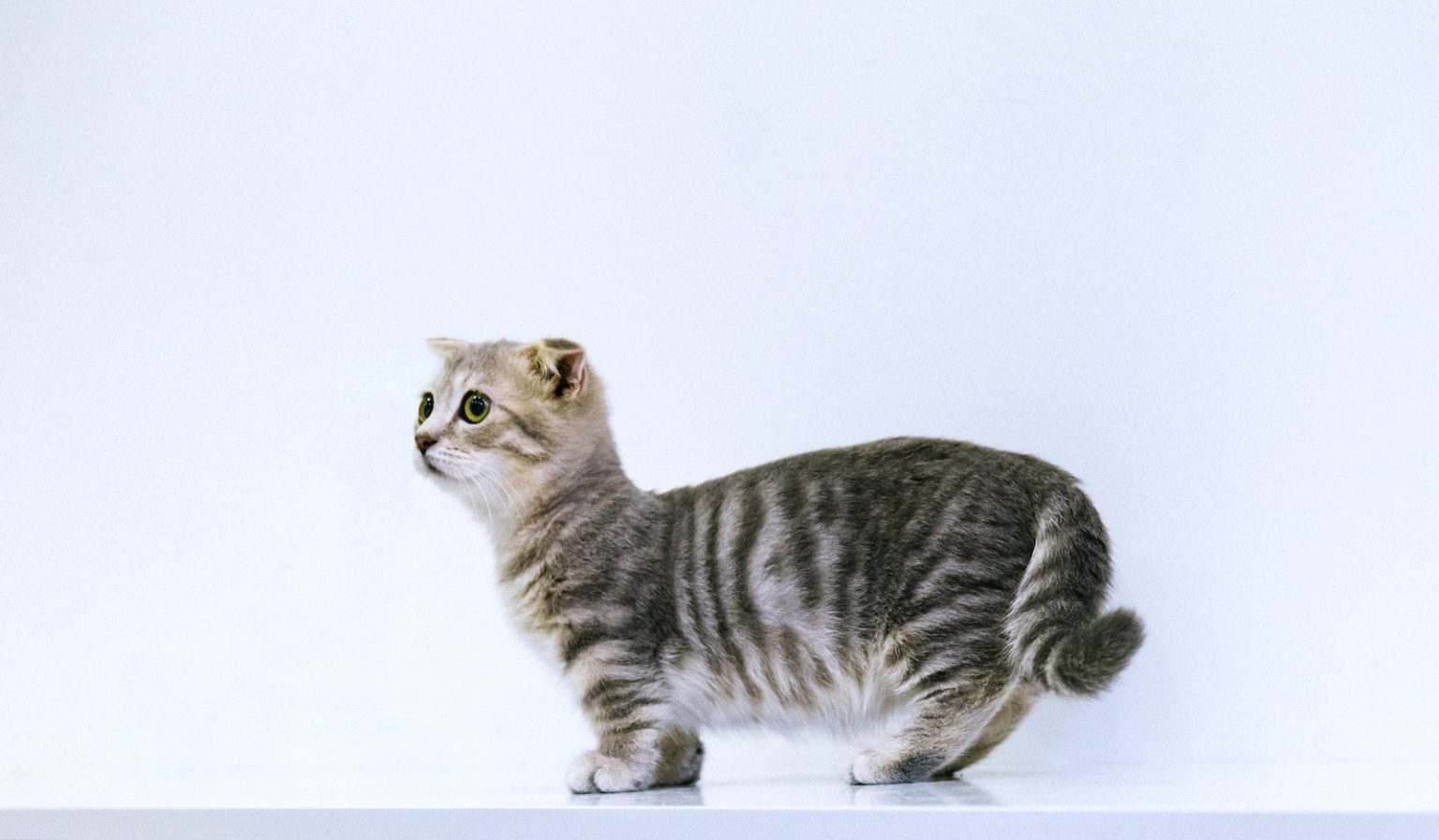 20 Popular European Cat Breeds