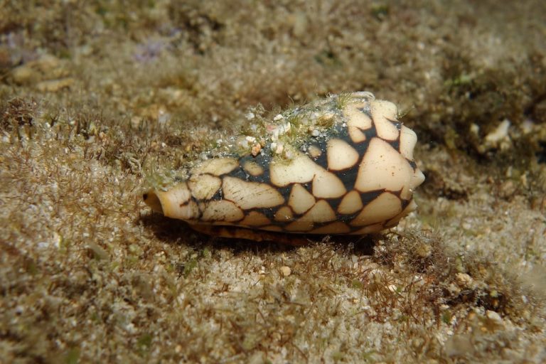 25 Most Poisonous and Venomous Animals in the World