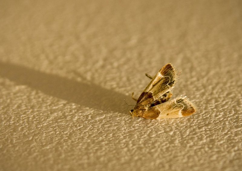 32 Different Types of Moths in Oregon