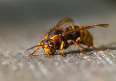 7 Different Types of Wasps in the UK