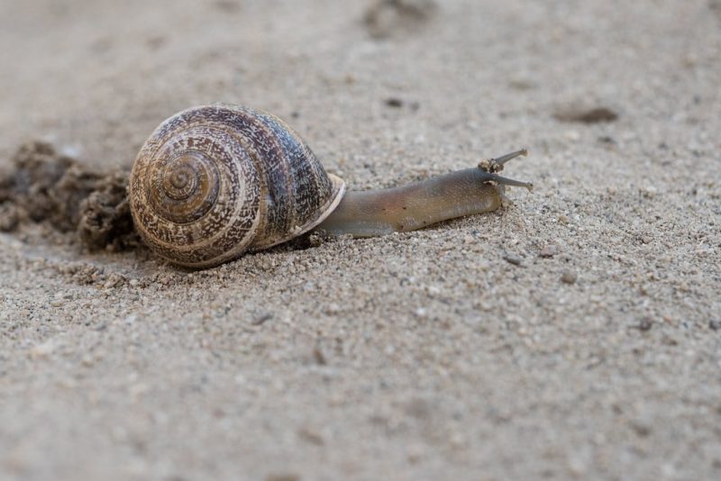 11 Types of Snails to Keep as Pets
