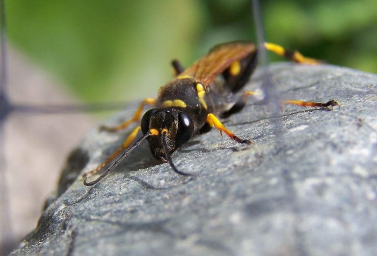 5 Different Types of Wasps in Virginia