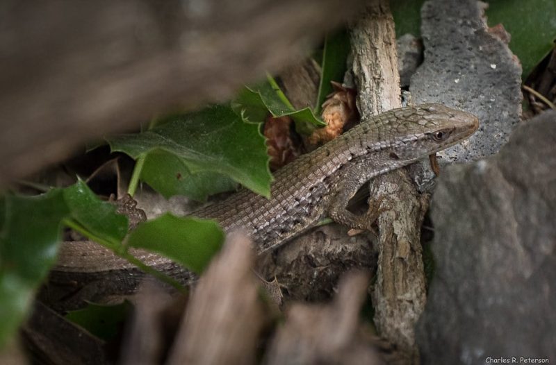 37 Different Types of Lizards in California (With Pictures)