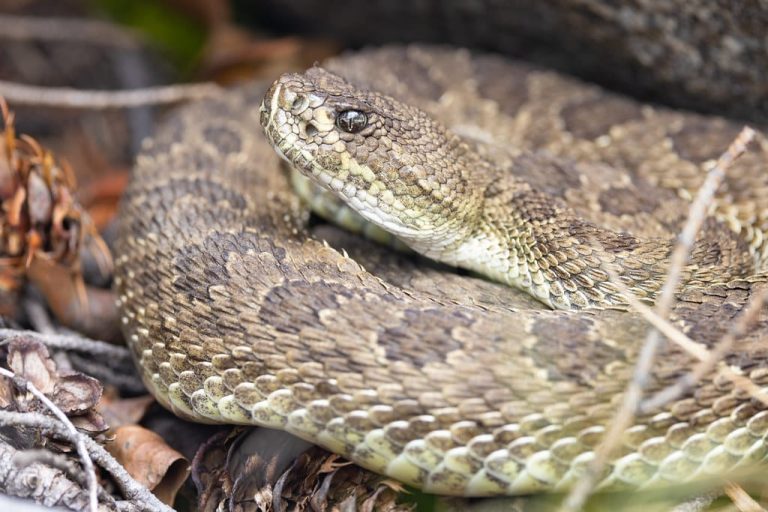39 Different Types of Snakes in Arizona (With Pictures)