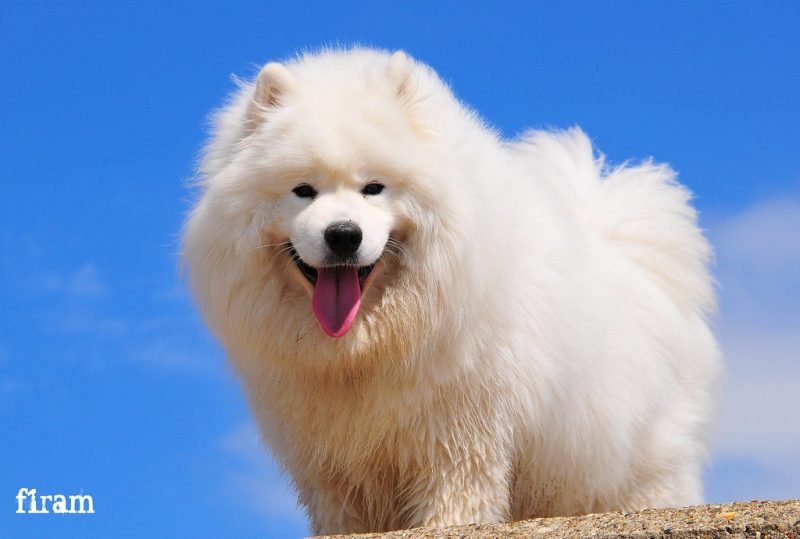 20 Most Popular Russian Dog Breeds (With Pictures)