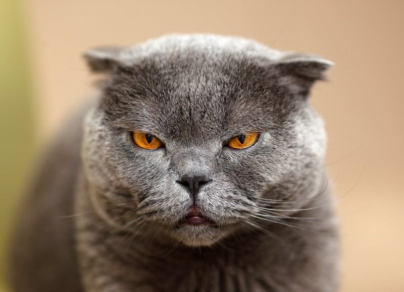 20 Popular European Cat Breeds
