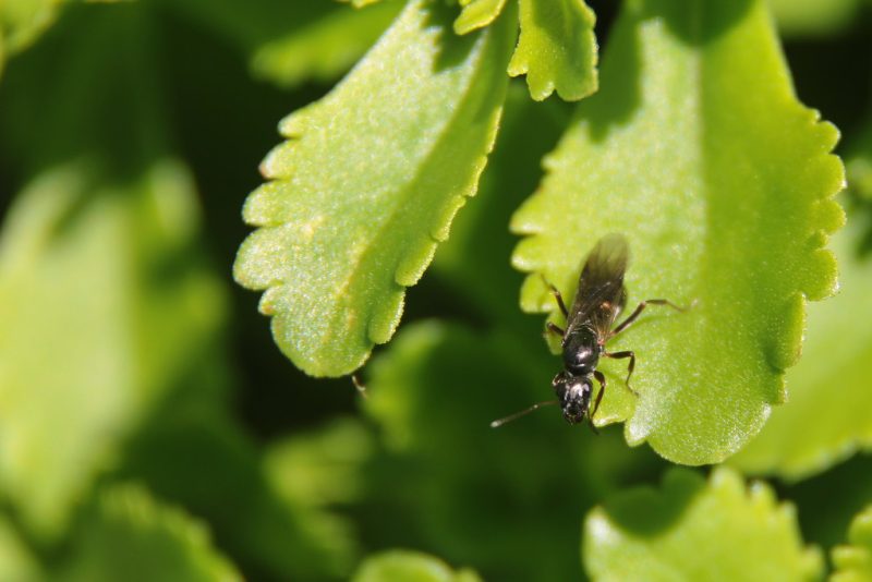 24 Different Types of Ants in Minnesota (With Pictures)