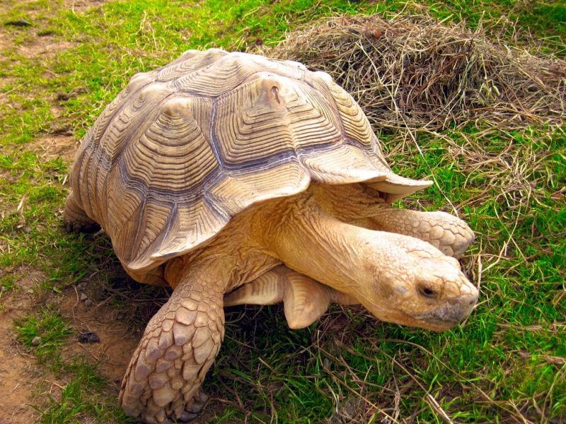 18 Different Types of Tortoises (With Pictures)
