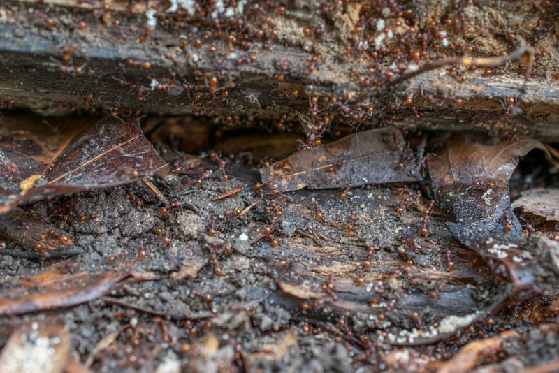 14 Different Types of Ants in Michigan (With Pictures)