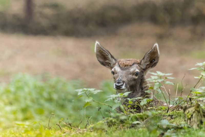 27 Different Types of Deer in the World (With Pictures)