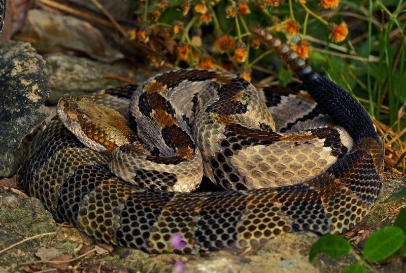 27 Different Types of Snakes in Iowa