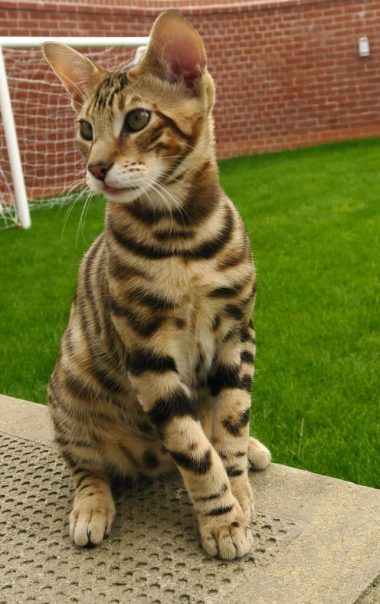 20 Popular European Cat Breeds