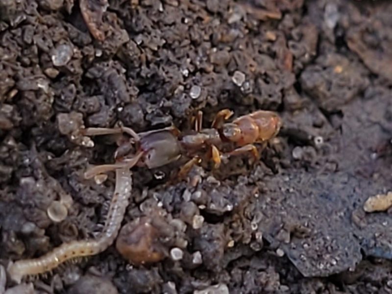 14 Different Types of Ants in Michigan (With Pictures)