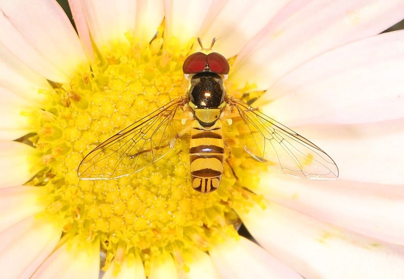 17 Different Types of Flies in Wisconsin