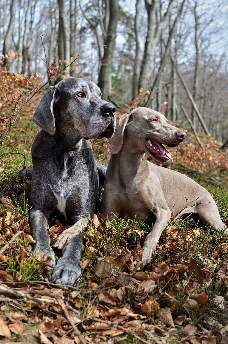 15 Best Bird Dog Breeds for Bird Hunting