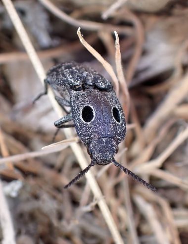 47 Different Types of Beetles in Colorado (With Pictures)
