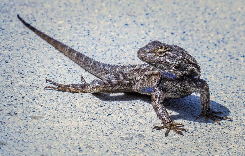 37 Different Types of Lizards in California (With Pictures)