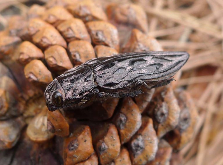 47 Different Types of Beetles in Colorado (With Pictures)