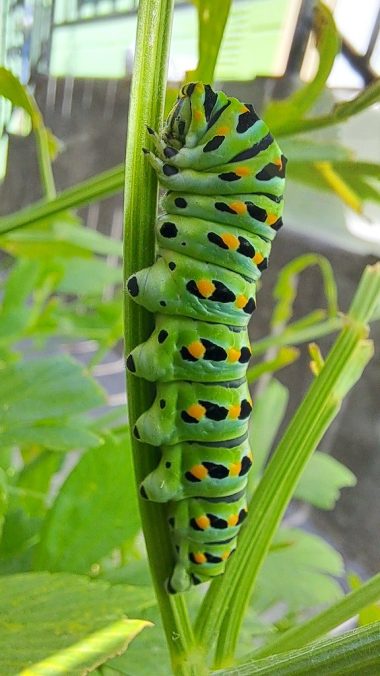 52 Common Types Of Caterpillars In Utah