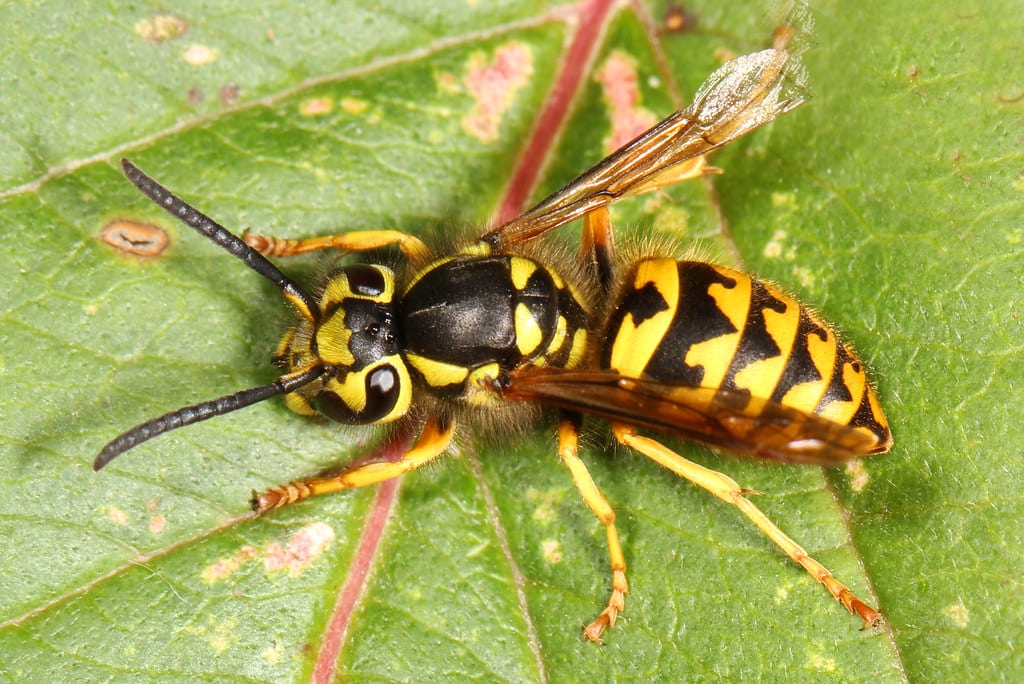 34 Different Types of Wasps in California