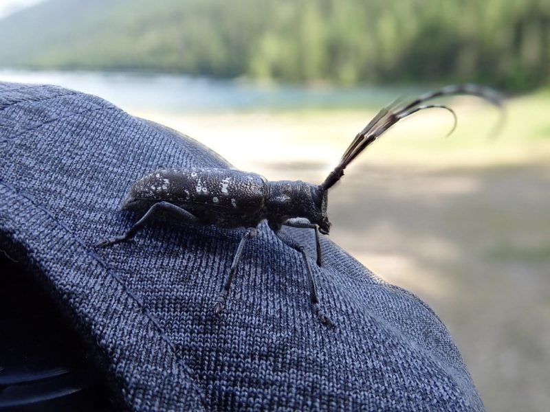 47 Different Types of Beetles in Colorado (With Pictures)