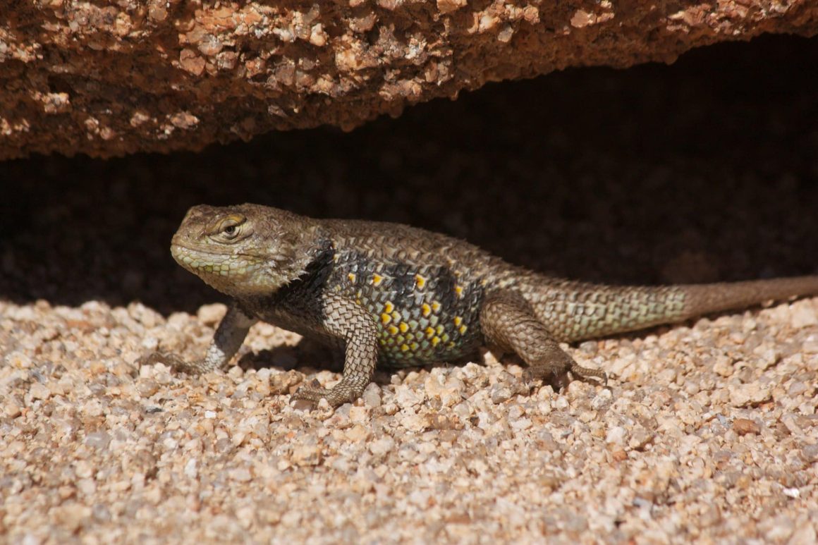 37 Different Types of Lizards in California (With Pictures)