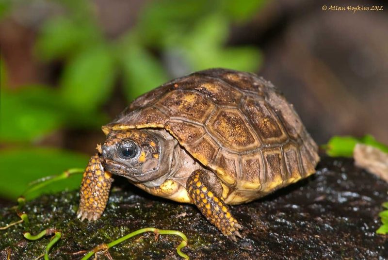 18 Different Types of Tortoises (With Pictures)