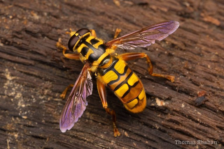 17 Different Types of Flies in Wisconsin