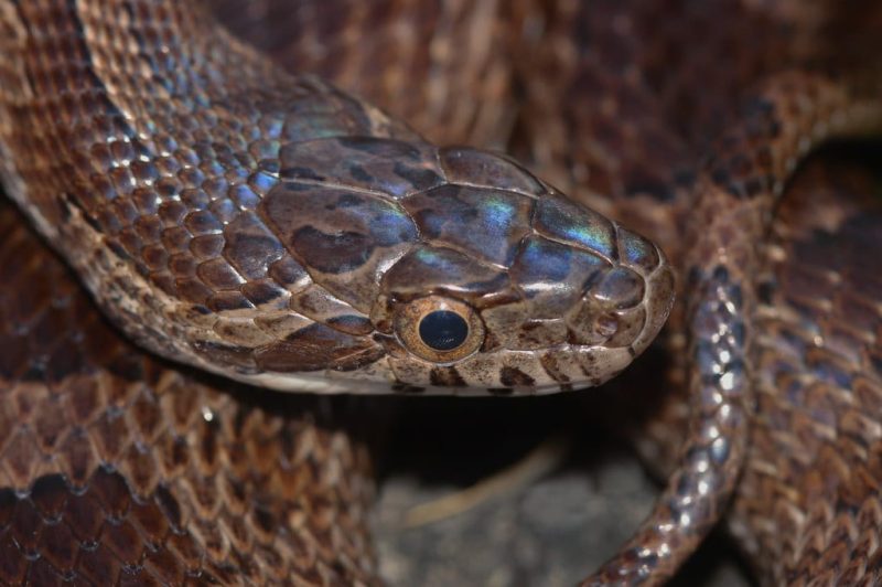 34 Different Types of Snakes in New Mexico (With Pictures)