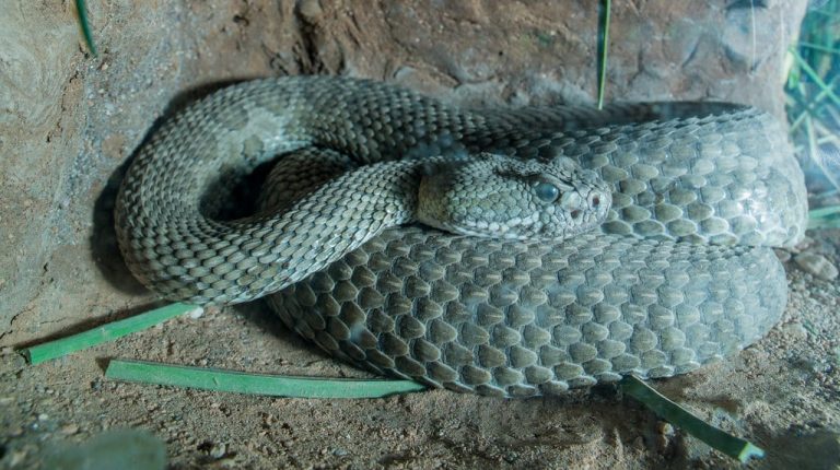 29 Different Types of Snakes in Utah (With Pictures)