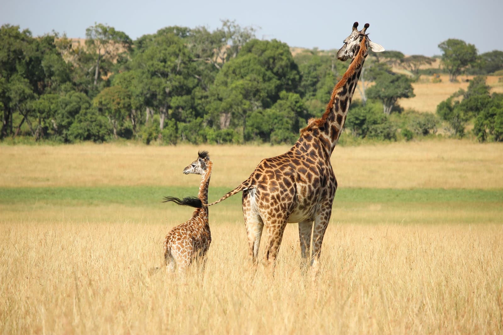 16 Animals With Big Tails (With Pictures)