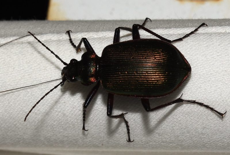 26 Popular Types of Beetles in North America (With Pictures)