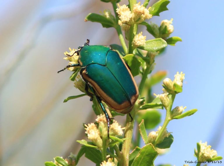 26 Popular Types of Beetles in North America (With Pictures)