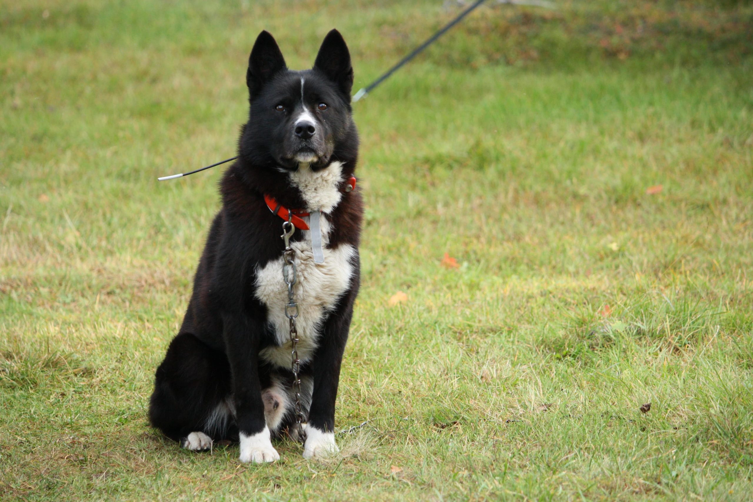 Karelian Bear Dog: Profile and Information